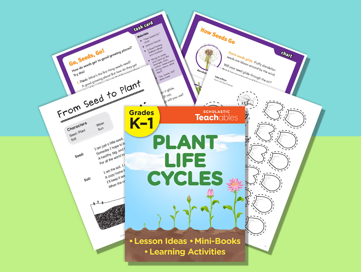 Life Cycle Of A Plant First Grade Seed To Plant Life Cycle