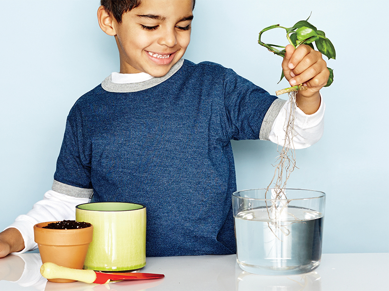 Plant Cloning Science Experiment