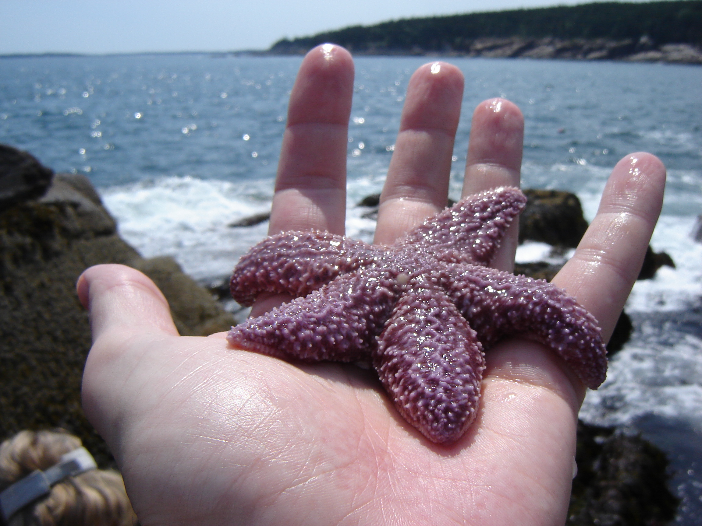 Twinkle, Twinkle Little Starfish
