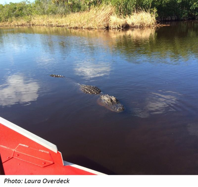 This Week From Bedtime Math: Gator Mania | Scholastic | Parents