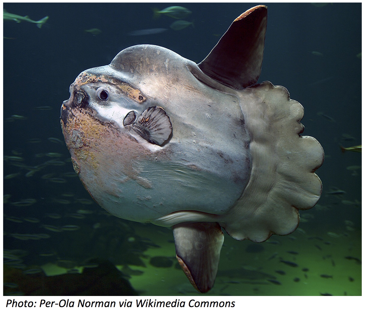 This Week From Bedtime Math: Meet the Mola Mola