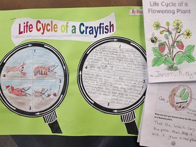 Science Study Resources Psle Life Cycle Tutopiya