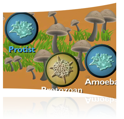 Plants: The Kingdoms of Life: StudyJams! Science | Scholastic.com
