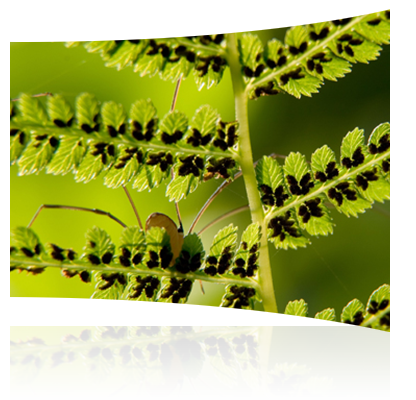 Mosses and Ferns: StudyJams! Science | Scholastic.com